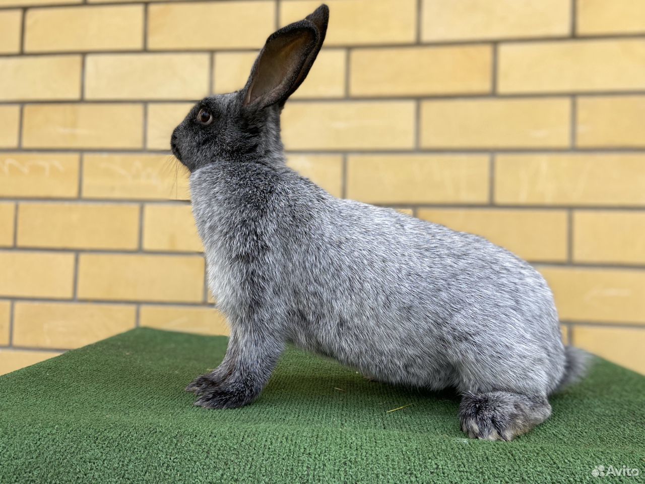 Серебро, калифорния, белый паннон