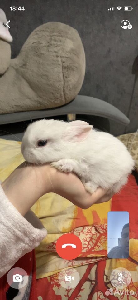 Кролик Гермелин