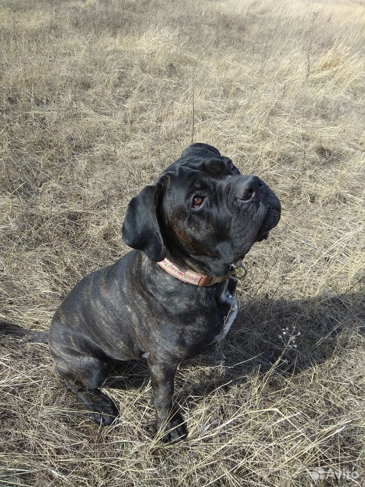 Мальчик кане корсо ищет дом