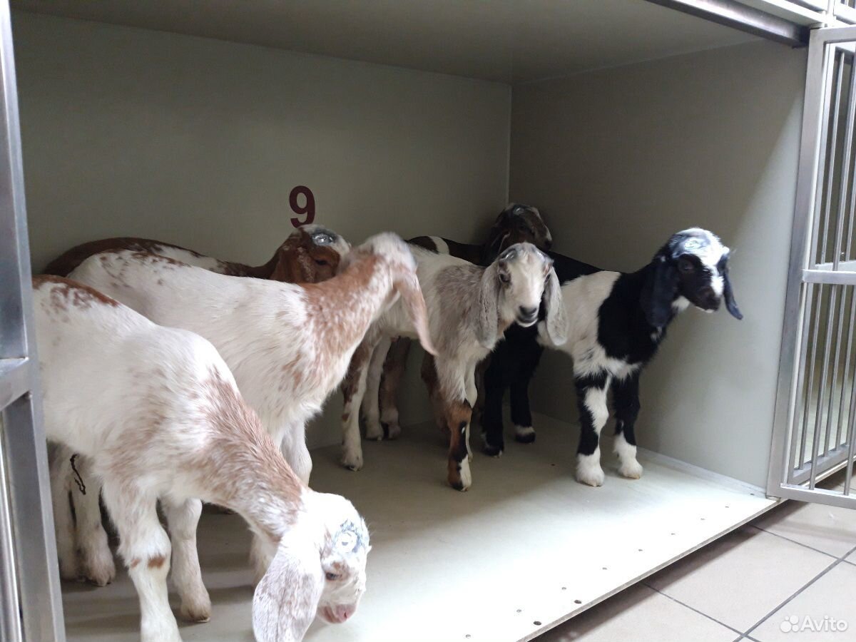 Нубийские чистокровные козлики и козочки