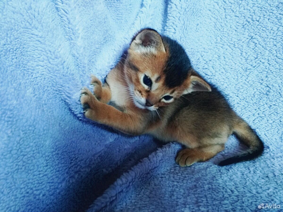 Абиссинская