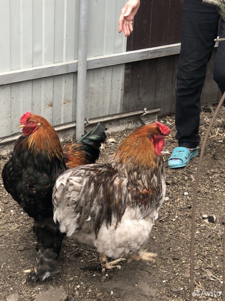 Петух цыплята