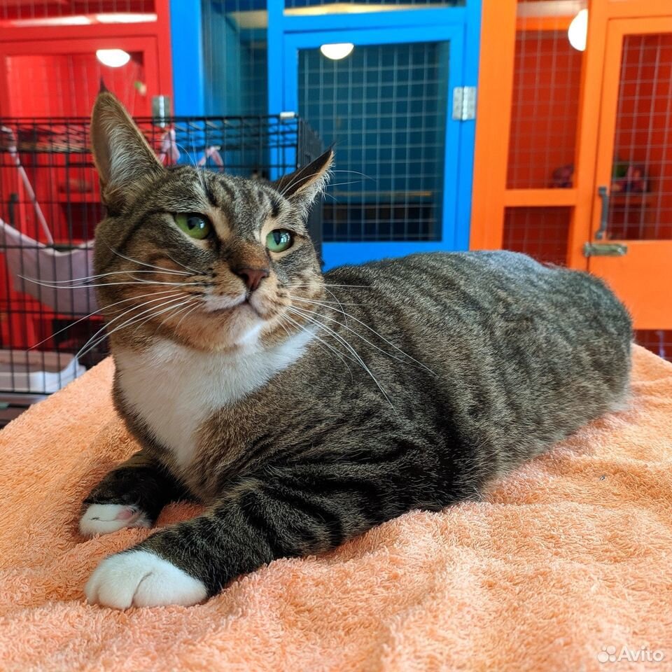 Кошка Лайма, 1.5 года (из приюта)