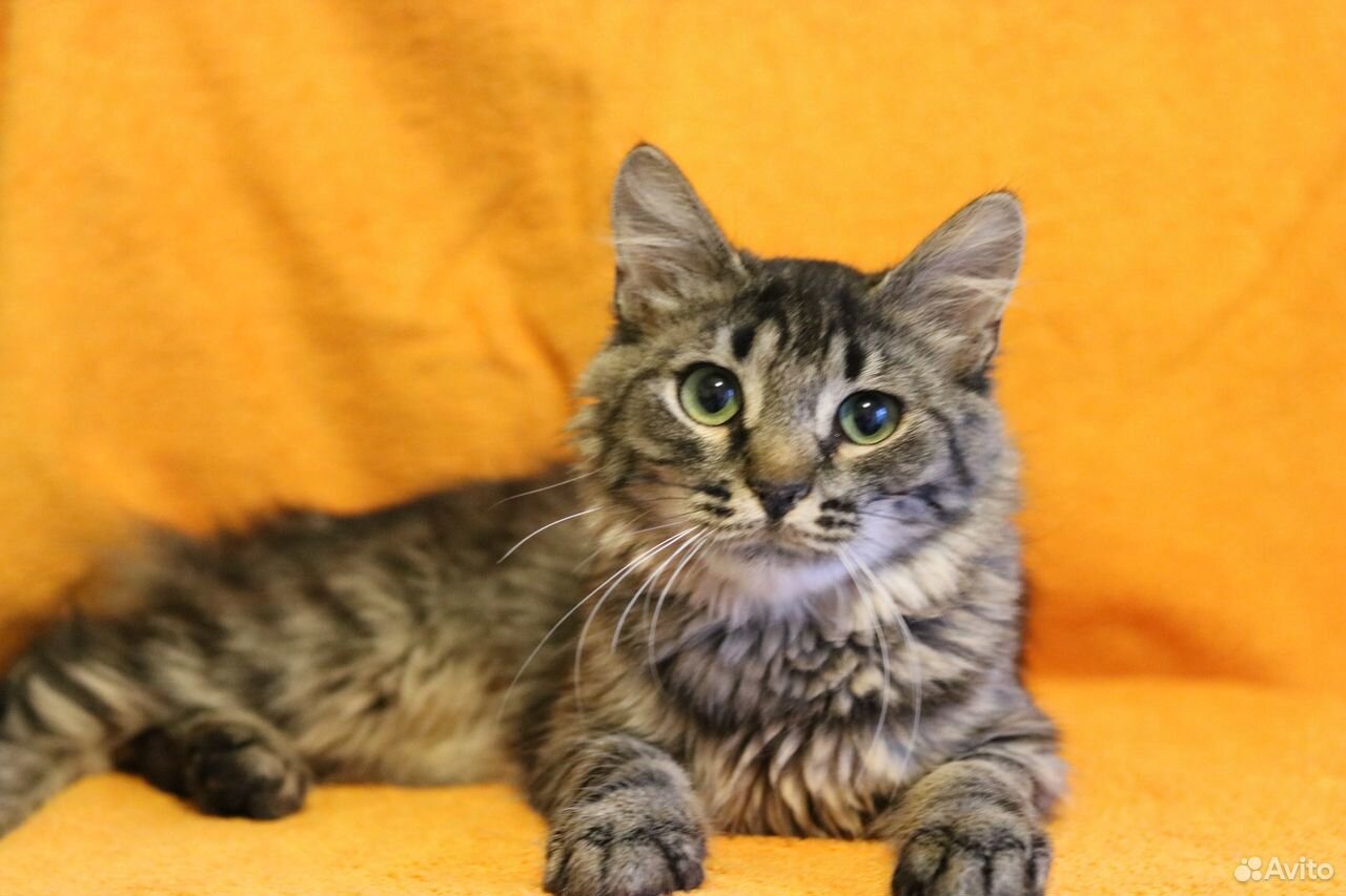 Отдам ответственным людям