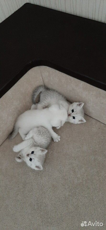 Серебристая шиншилла