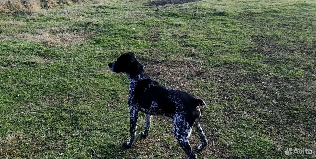 Вязка, отличный кабель курцхар