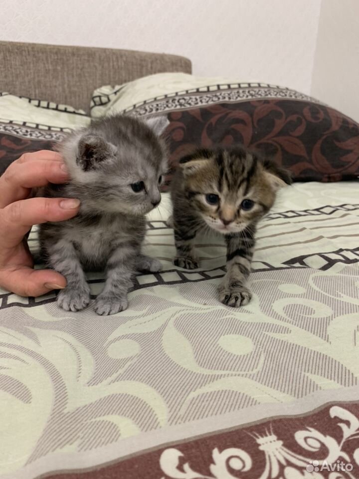 Шотландская