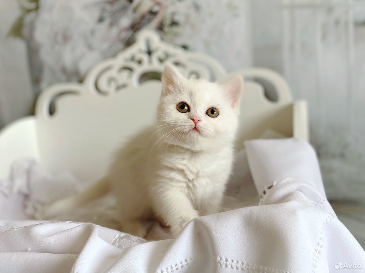 Британский котик белого окраса