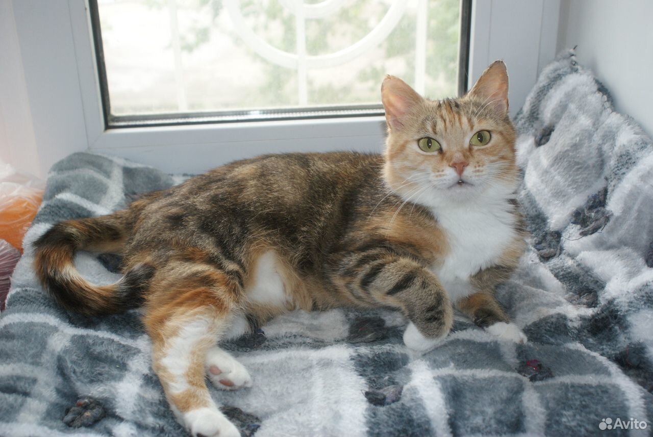 Кошечка Лика в добрые и надежные ручки