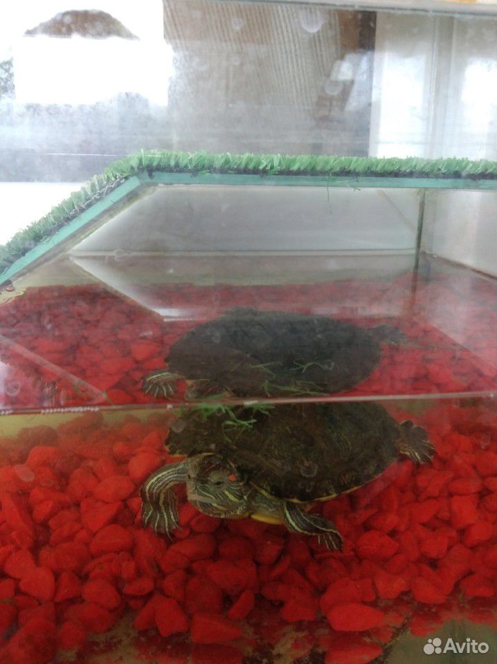 Черепаха красноухая