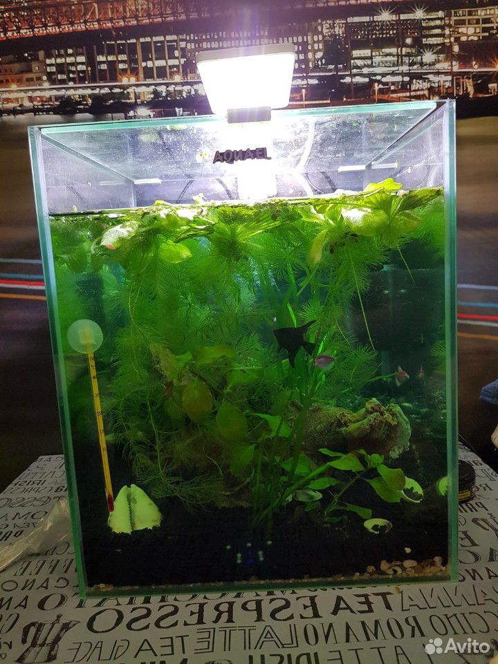 Аквариум