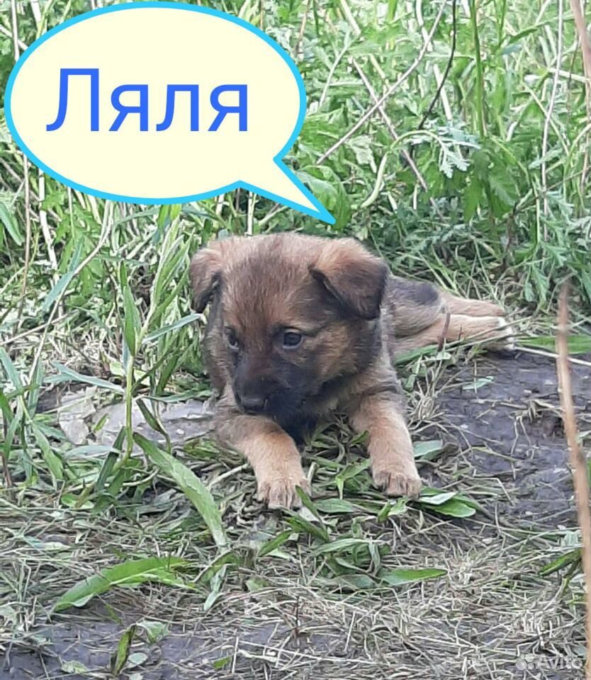 Щенок Лялька. Привезу