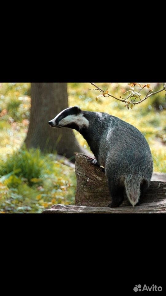 Животное барсук