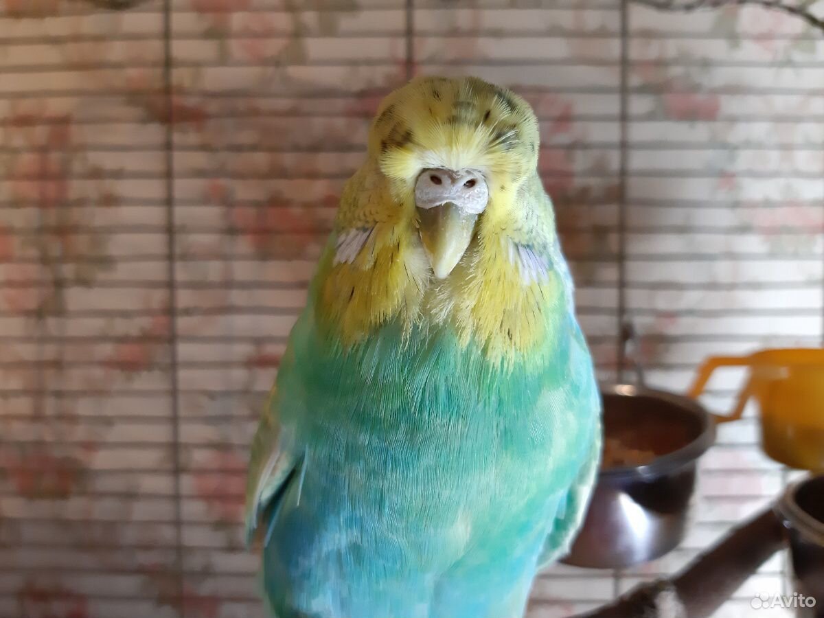 Выставочный волнистый попугай (чех) самка