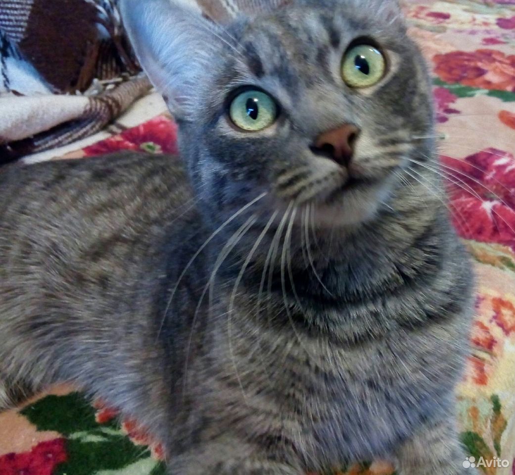 Красавица Дульсинея ищет дом