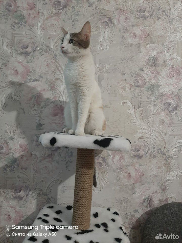 Молодая изящная кошечка