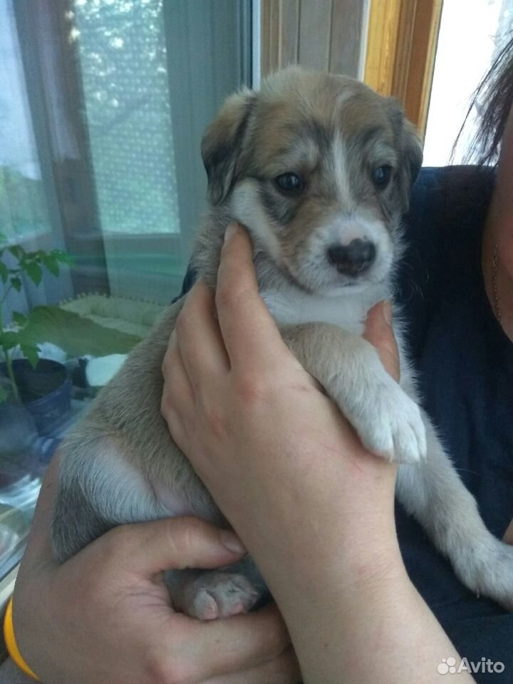 Щеночки, ок 2 мес
