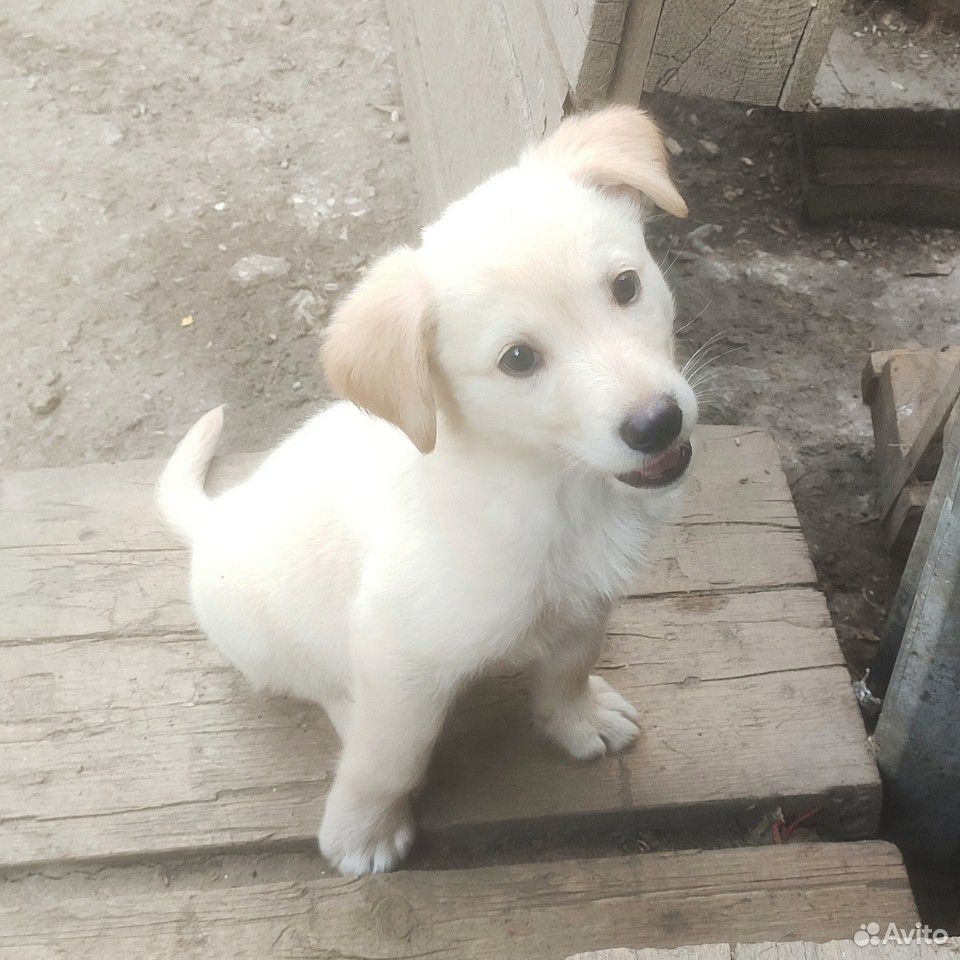 Щенок, сука, месяца 2