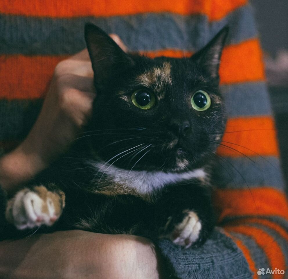 Мяушка - ласковая игривая, 10мес, стерилиз. Приют