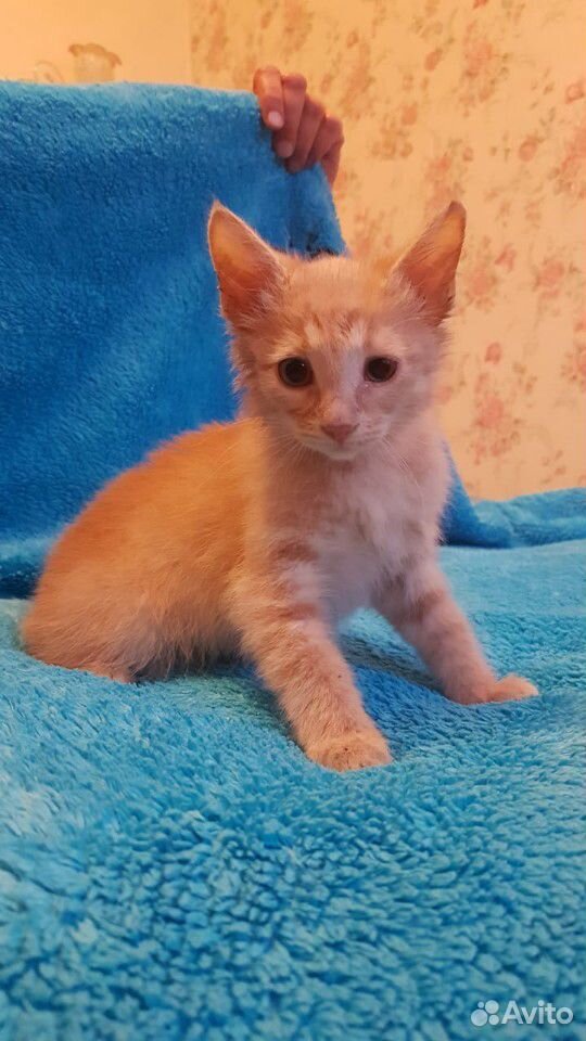 Кошка