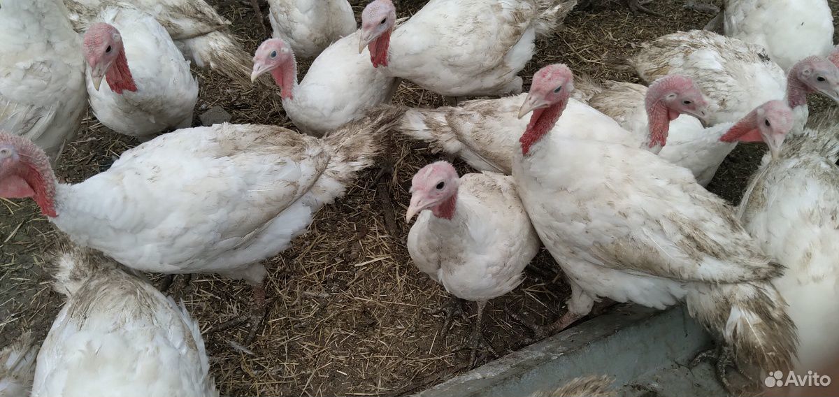 Индюк Кавказкий белый широкогрудый