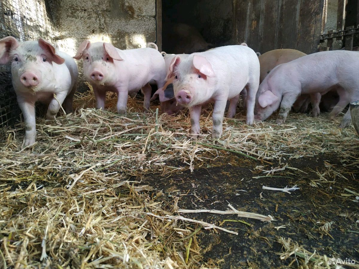 Поросята пьётрен дюрок