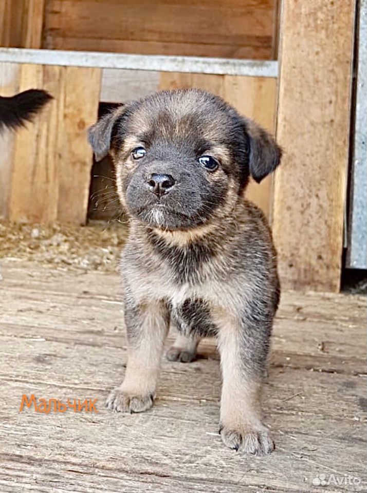 Щенок-мальчик, 1,5 мес., хочет домой