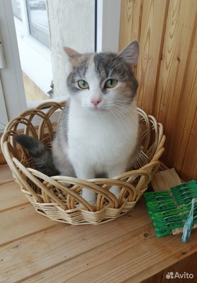 Кошка ответственным хозяевам