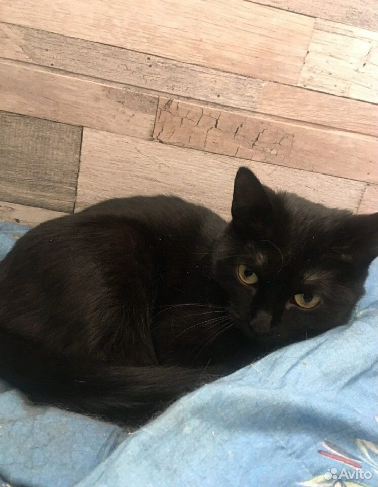 Кошка ищет дом