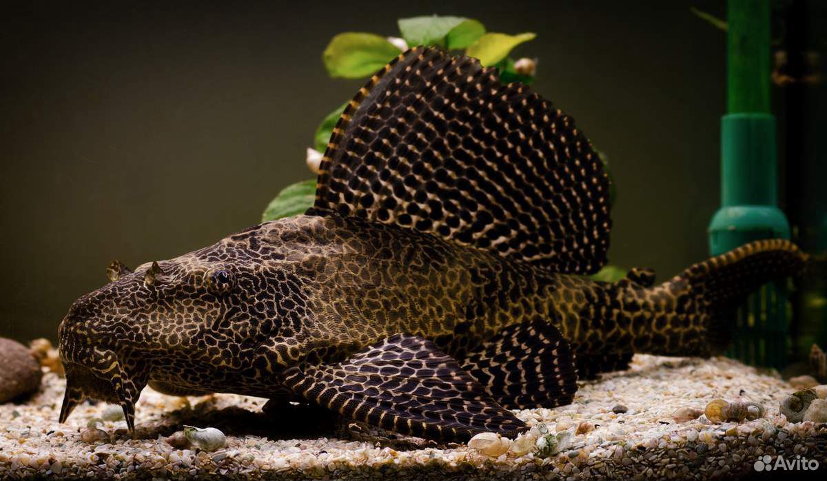 Сом парчевый