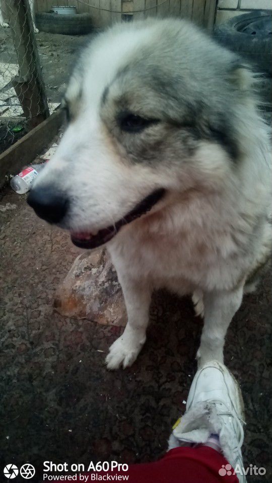 Мать кавказец отец алабай