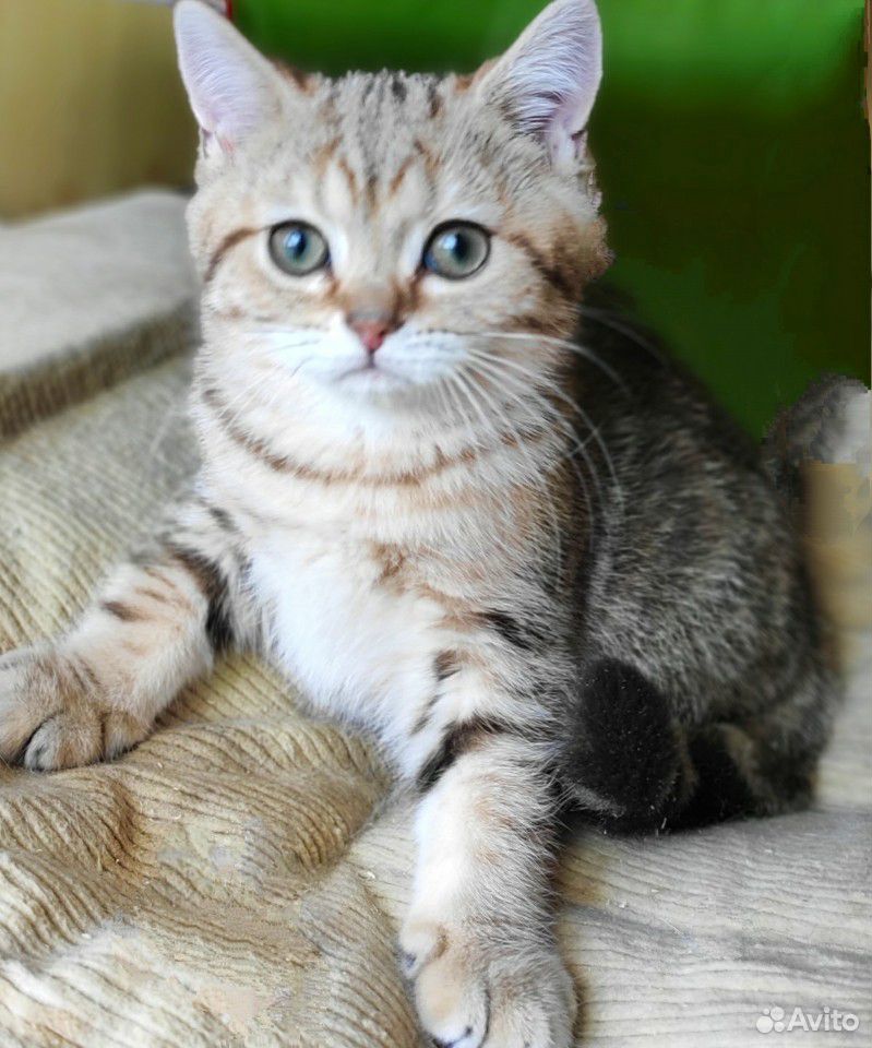 Британские к/ш котята