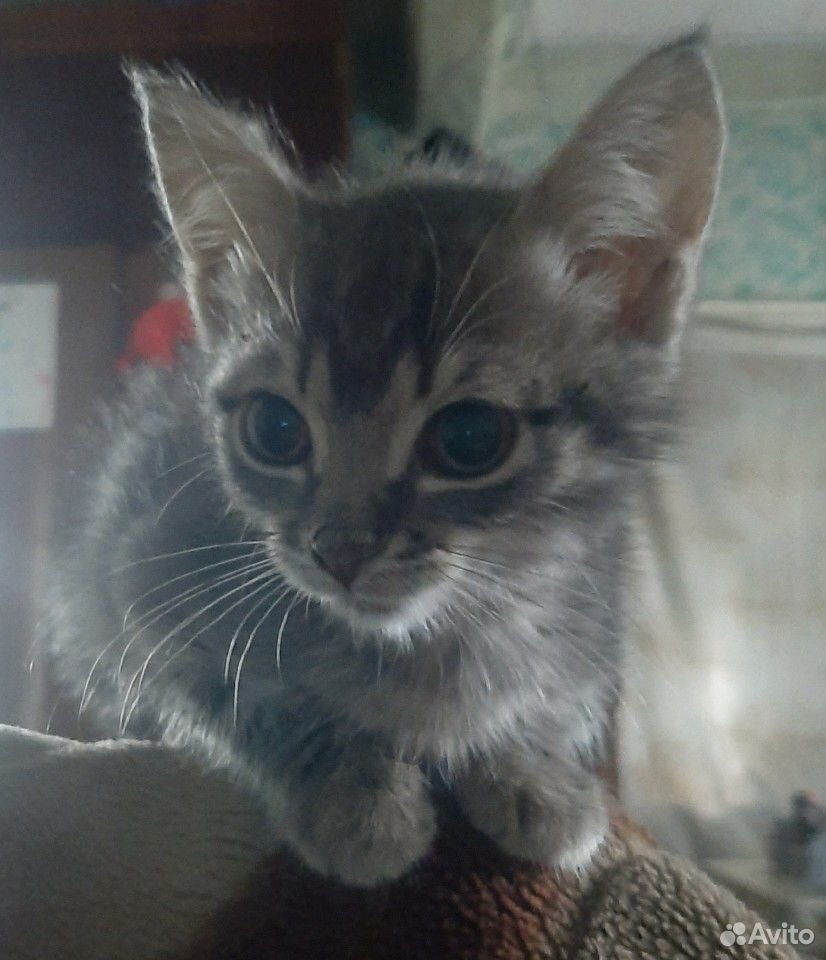 Котята метисы