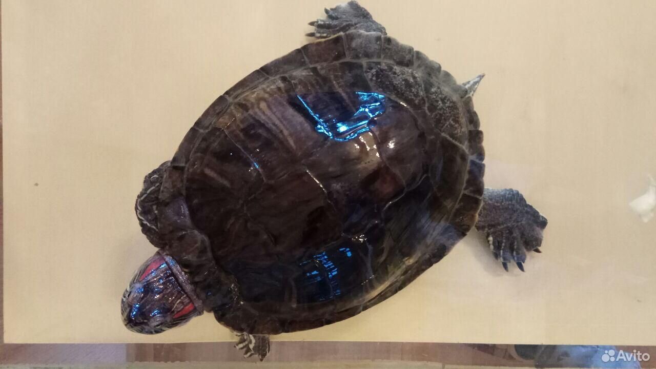 Красноухая черепаха с аквариумом 60 x 60 x 30 см