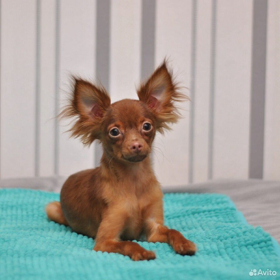 Красавчик Микки, РКФ