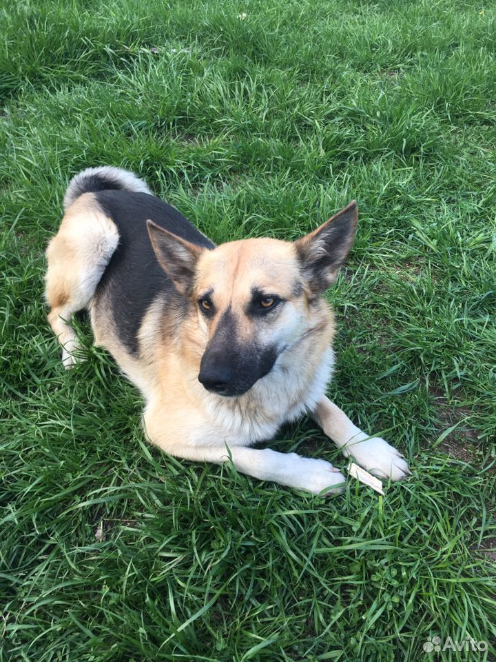 Молодой пёс Красавчик в добрые руки