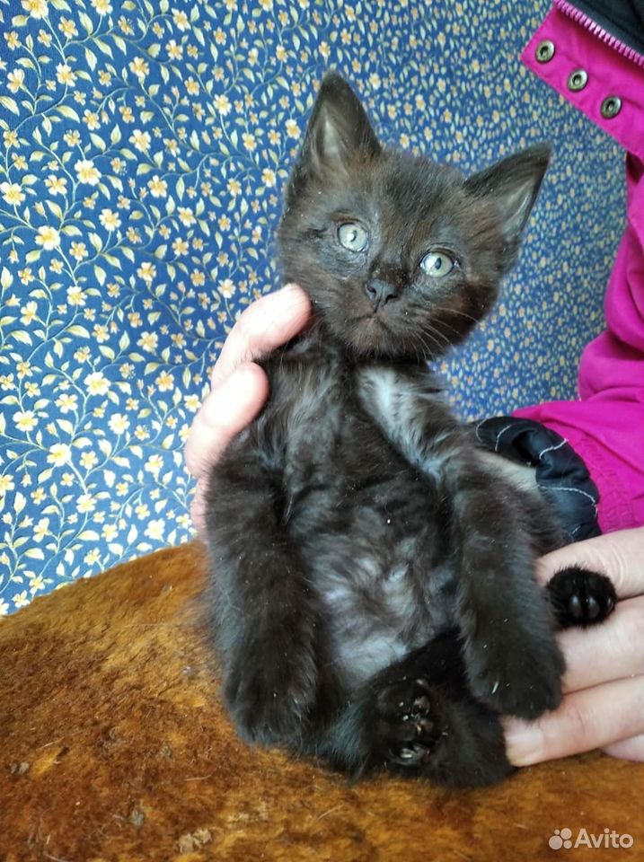 Сладкая крошка-девочка 1.5 мес в дар