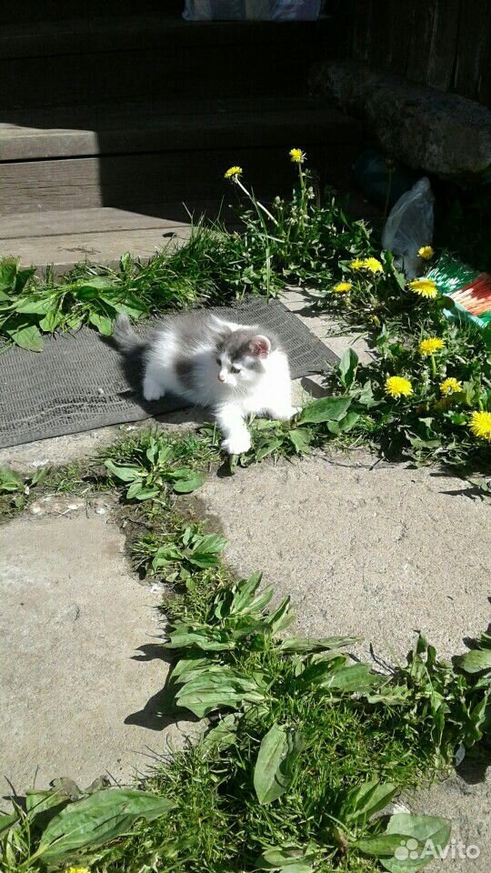 Отдам котенка бесплатно