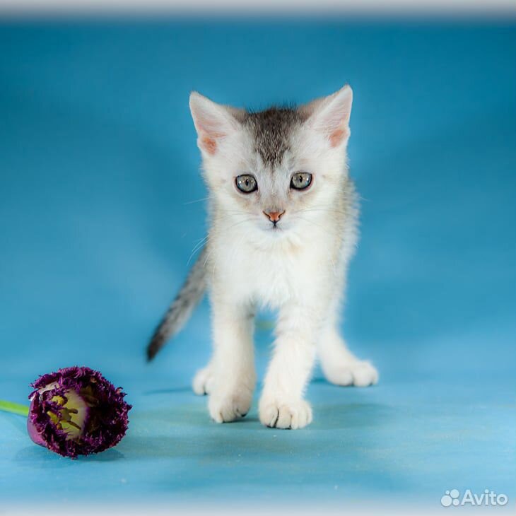 Чаузи ф3 редкого окраса серебро