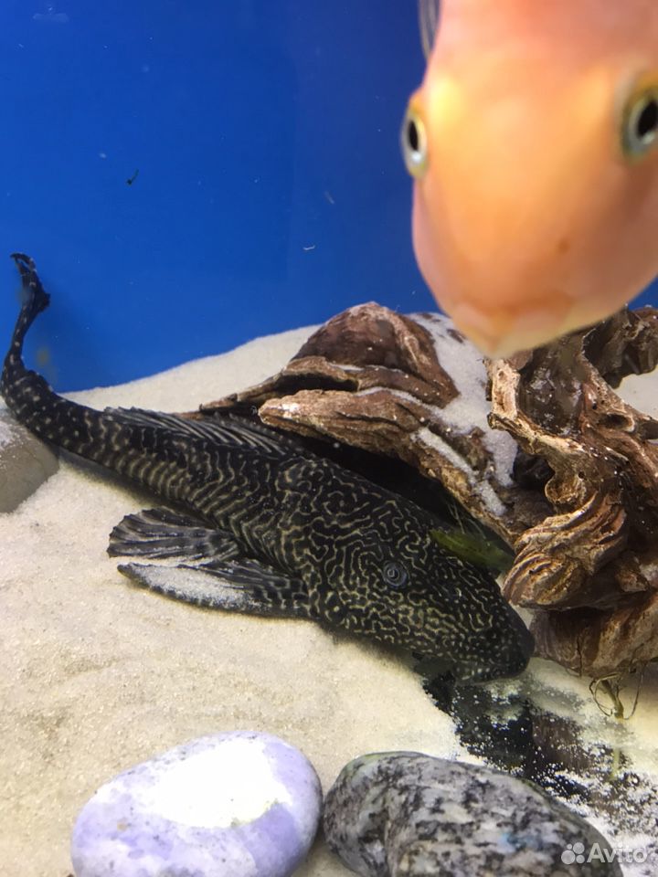 Парчовый сом и китайские попугаи