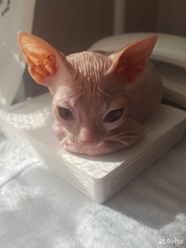 Донской сфинкс