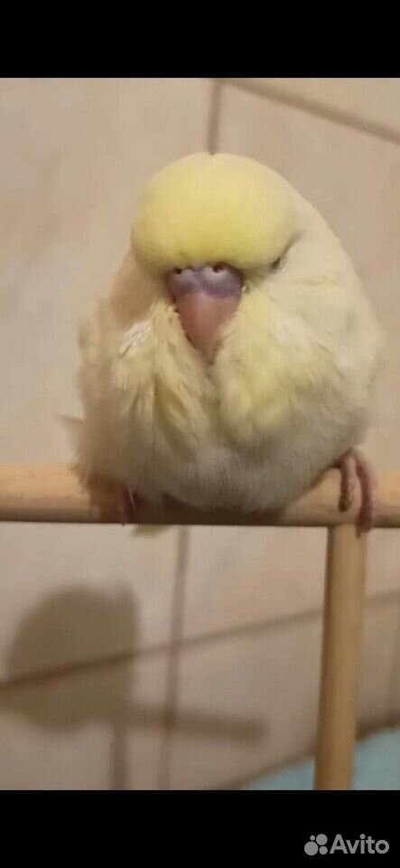 Ввп Чех самочка