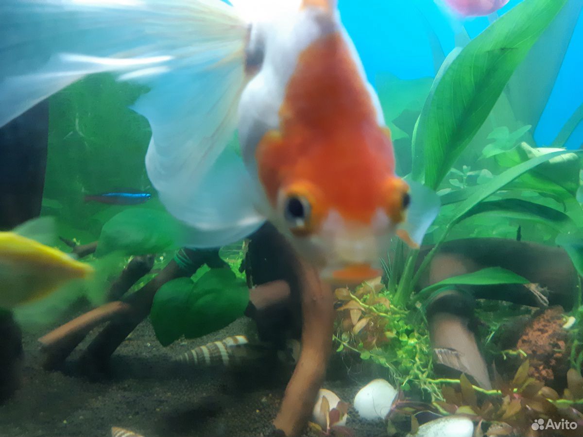 Золотая рыбка (вуалехвост)