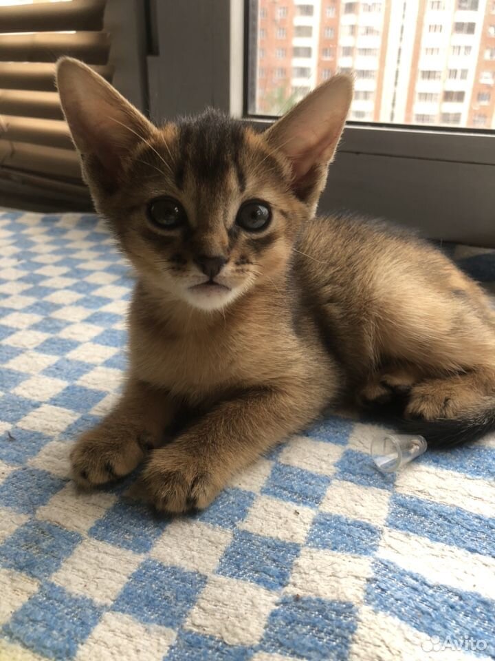 Абиссинский котёнок