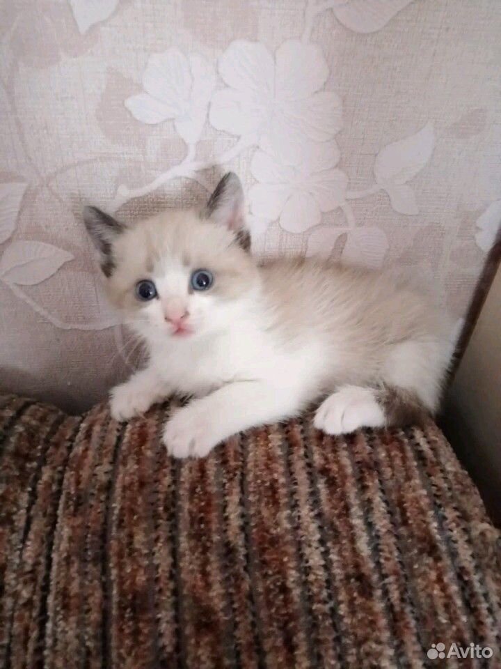 Тонкинез