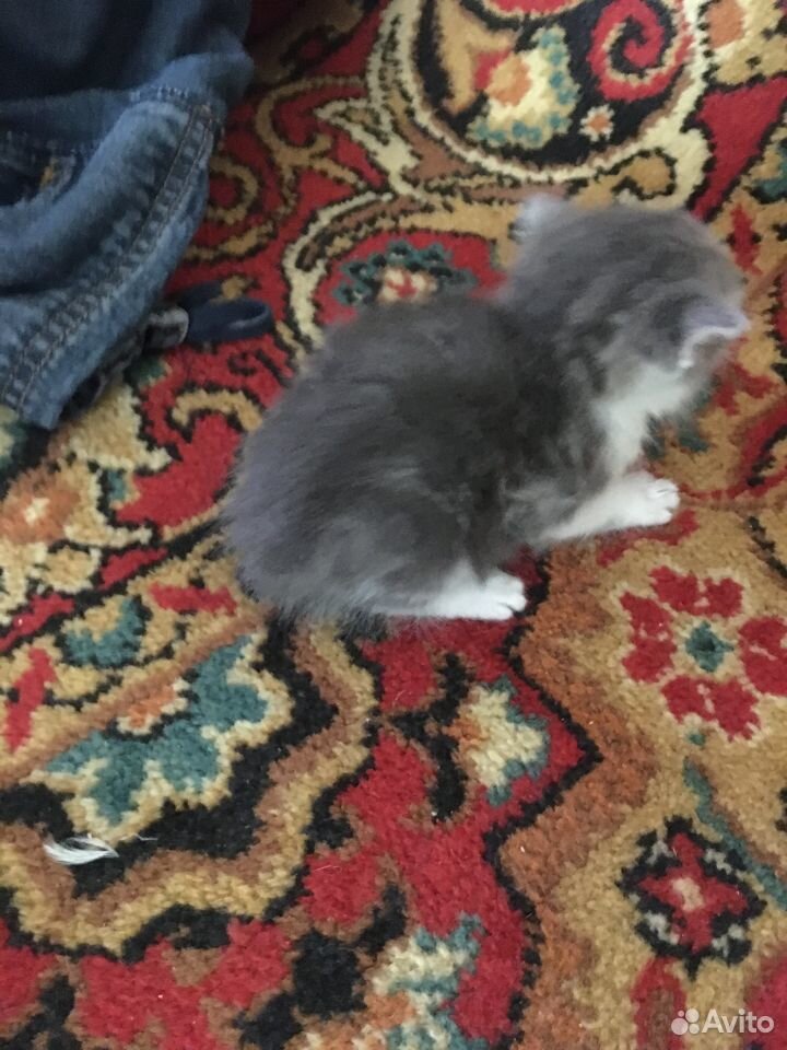 Отдам котёнка