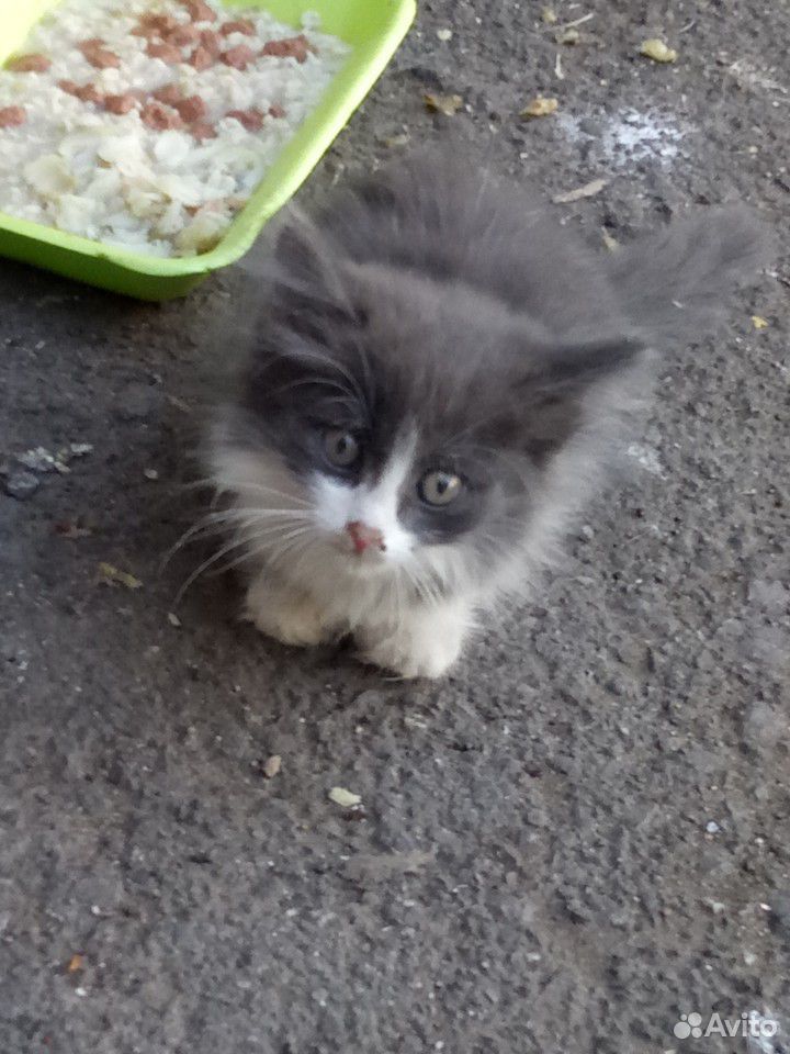 Котенок в очень добрые руки