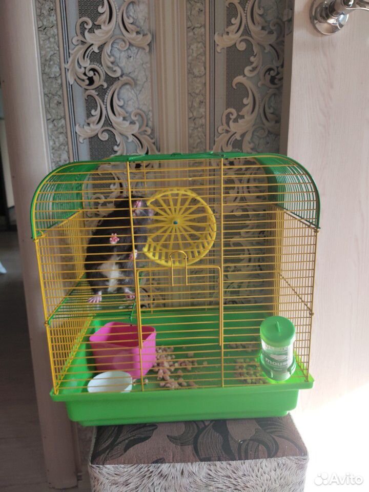 Крыса с клеткой