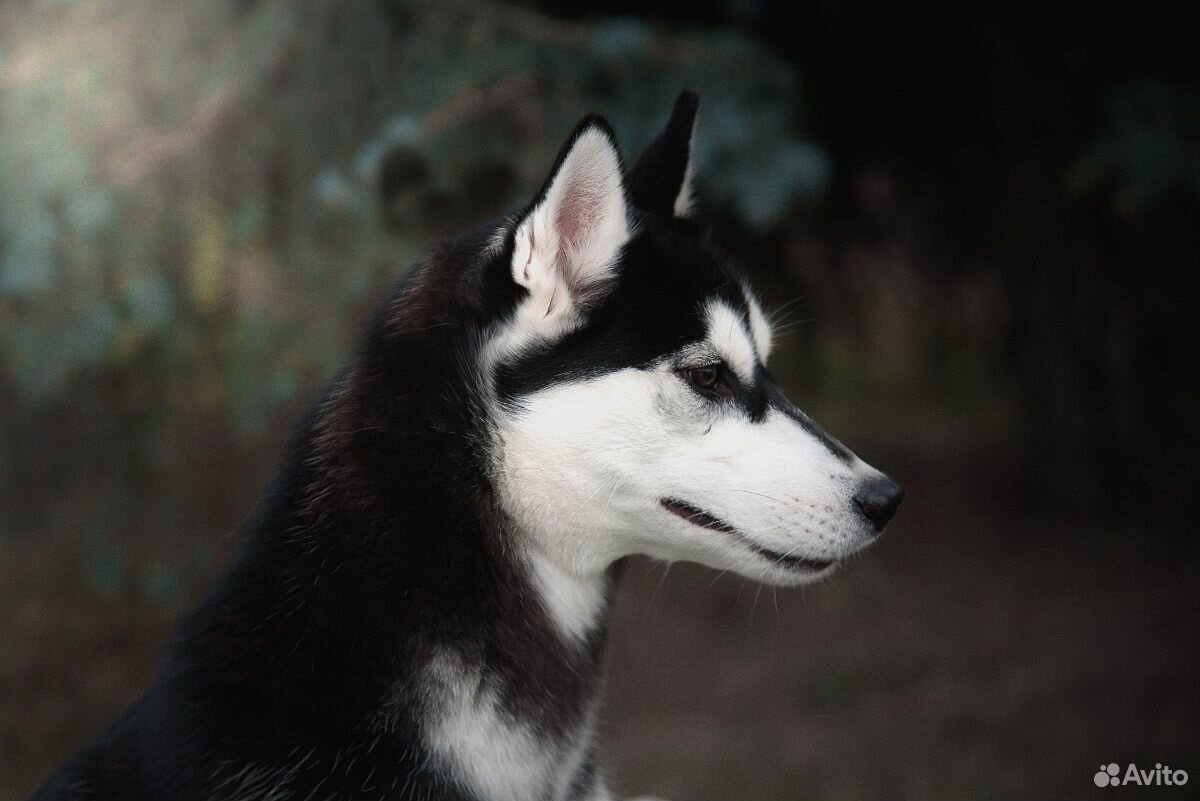 Сибирский хаски