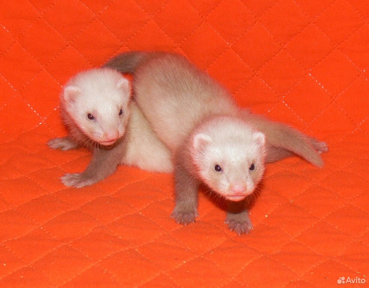 Хоречки щенки пастель